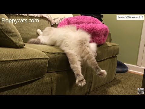 Cat Slithers Off Couch - Wait for It - Slippery Ragdoll Cat Chiggy ...