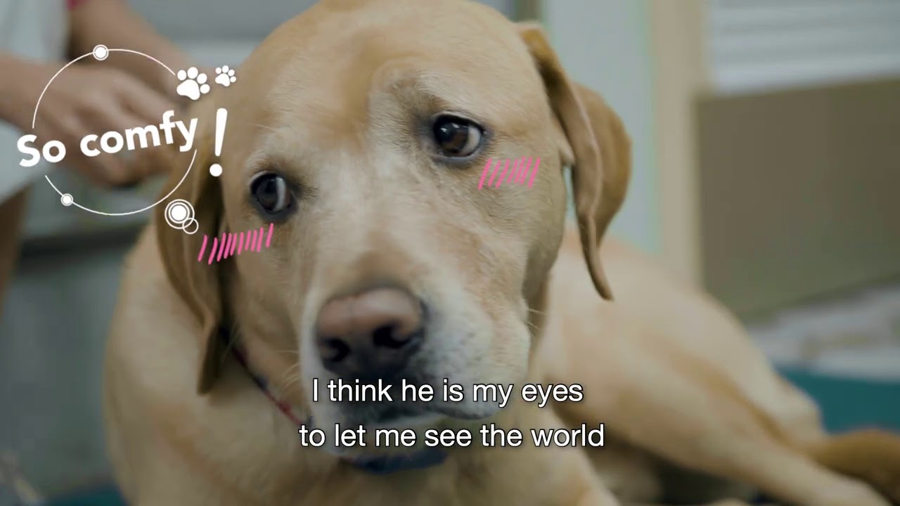 Our Journey towards Social Inclusion : Travelling With A Guide Dog ...