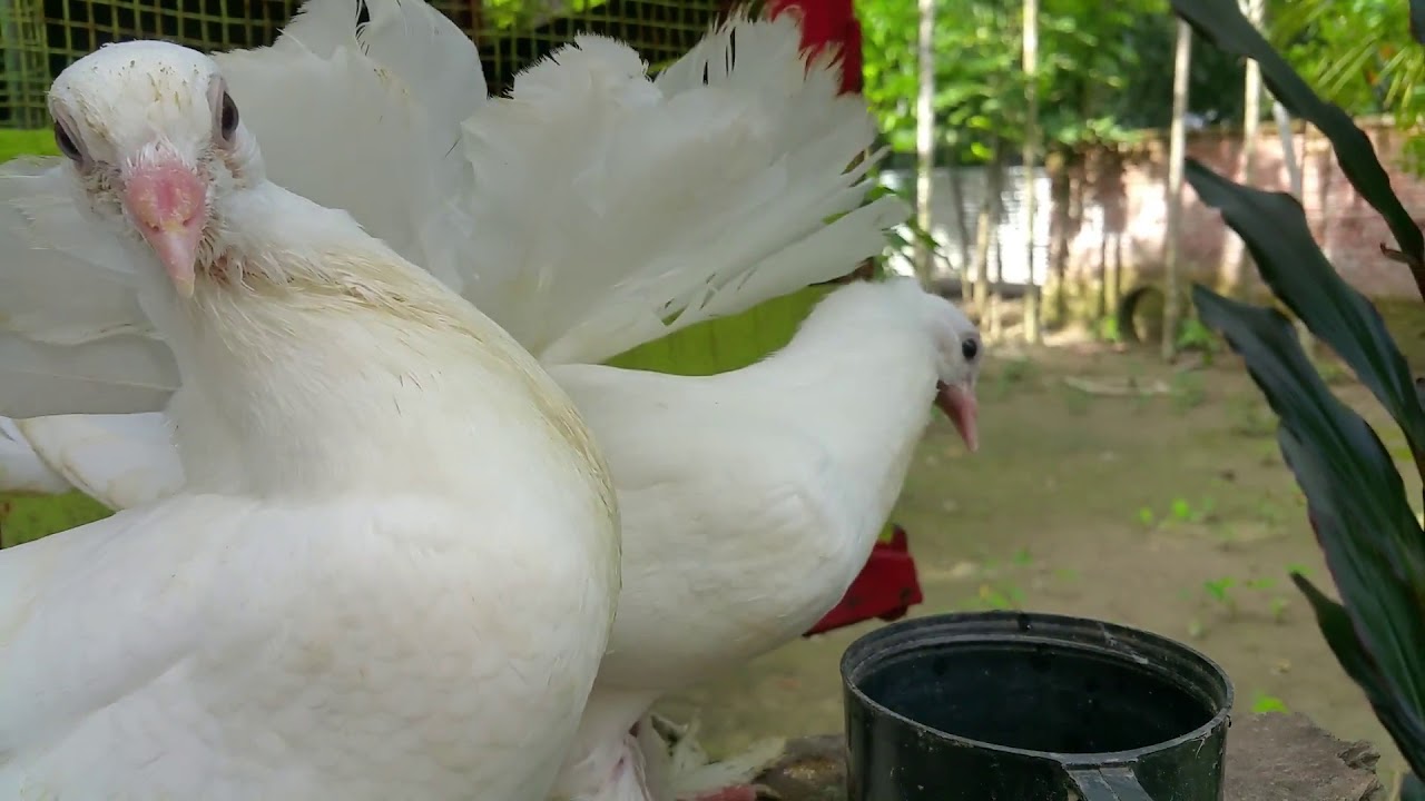 Beautiful fantail pegion eating from hand - YouTube