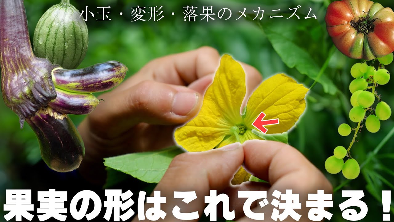 なぜ実が落ちる?大きくならない?それは受粉のメカニズムで分かる。【メロン・スイカ・トマト、ナス等夏野菜、果樹】 Youtube