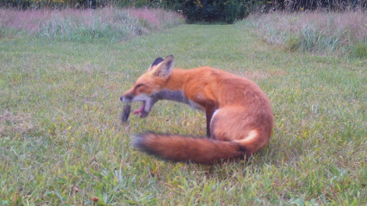 Red Fox Pup Catches Prey with Second Pounce - YouTube
