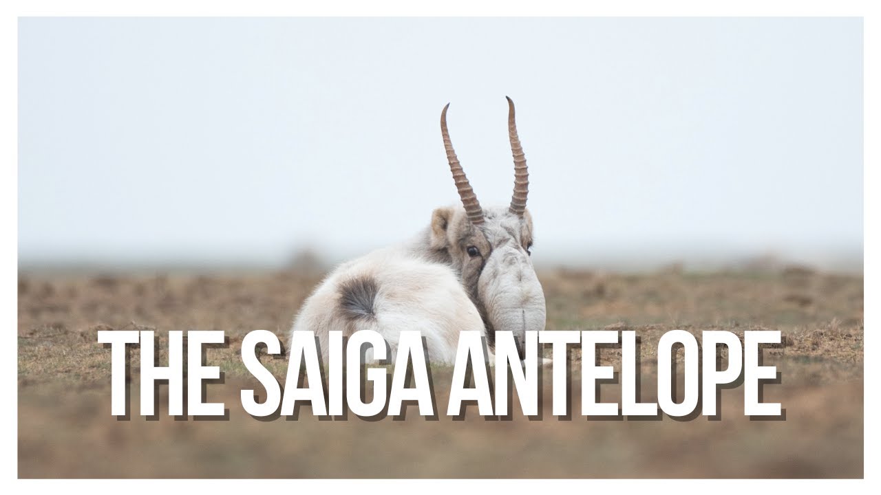 The Saiga Antelope: A Story of Survival - YouTube