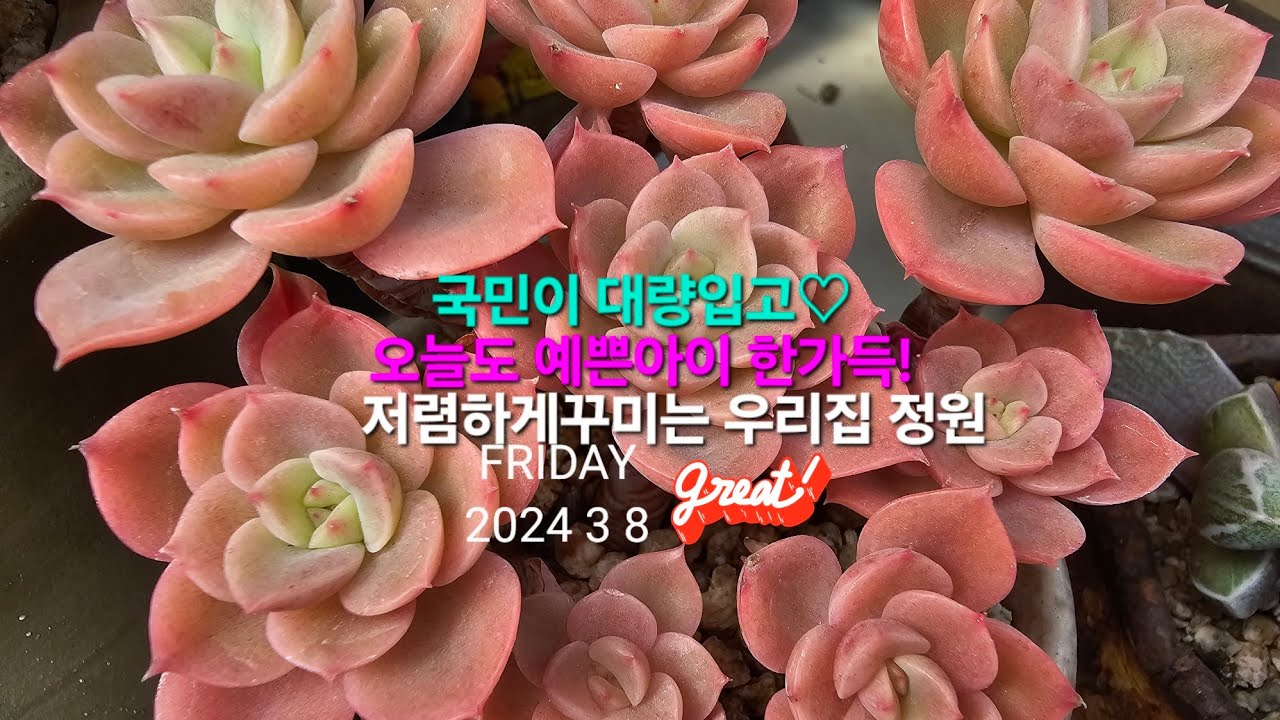 2024년 3월8일多肉植物국민다육 방문 3개5000원현금선녀와나무꽃화분다육신상안내다육금화분택배다육택배
