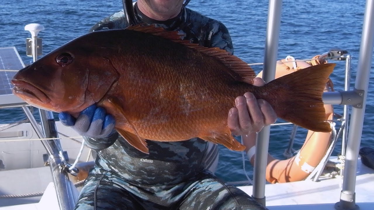 Cuba spearfishing best of No 3: Dog/ Mutton snapper. Chasse sous marine ...