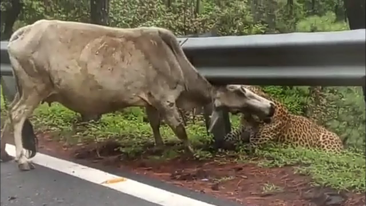 Tiger attacks Cow in Nallamala forest🐅 - YouTube