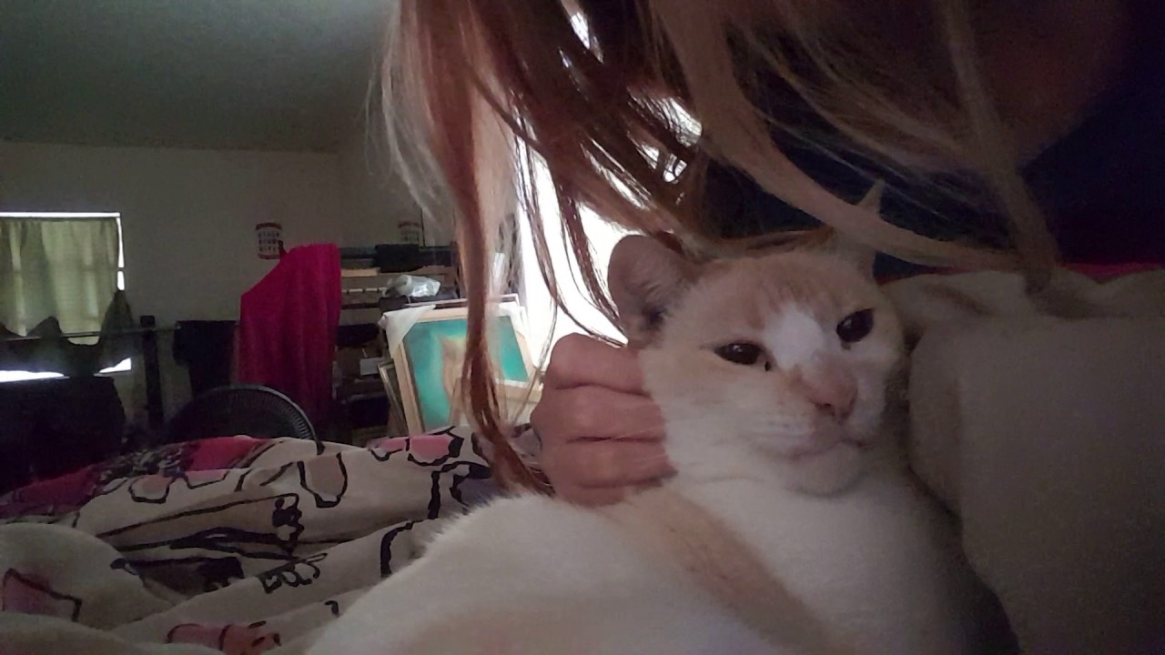 Cat makes kissy sounds - YouTube