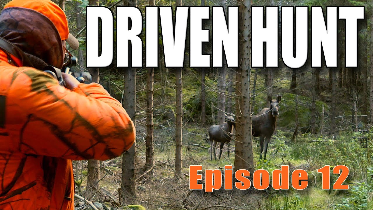 DRIVEN HUNT EPISODE 12 - Moose, Wild boar & Deer in Småland - YouTube