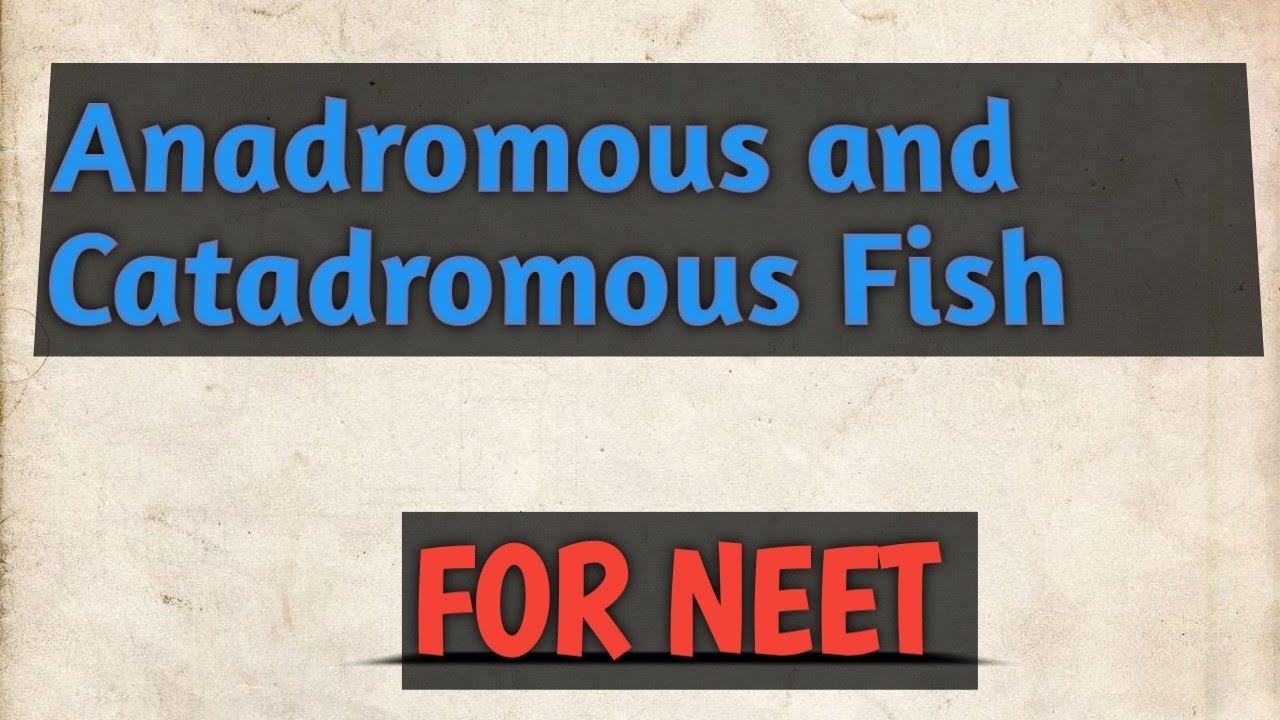 Anadromous and catadromous Fish #Migratory Fishes #NEET, #Zoology,#CSIR ...
