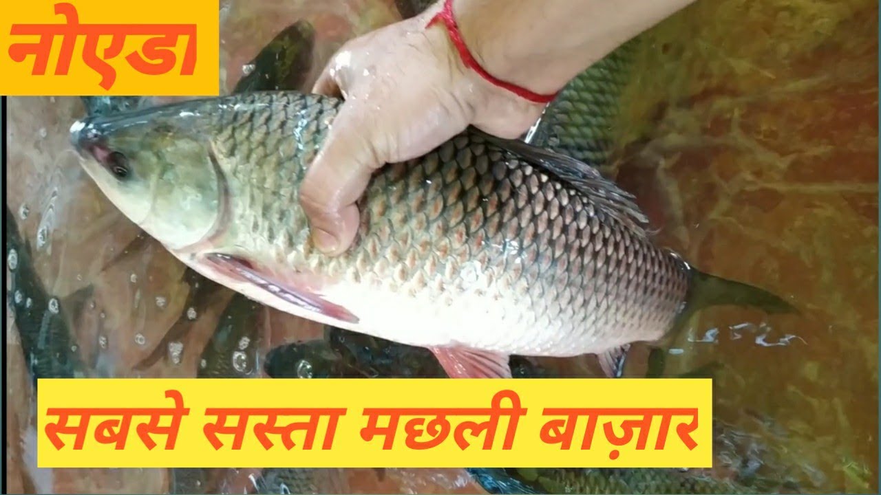 मछली बाजार नोएडा। Fish market in Noida. - YouTube