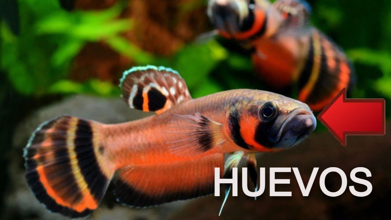 20 curiosidades sobre la CRIA de peces - YouTube