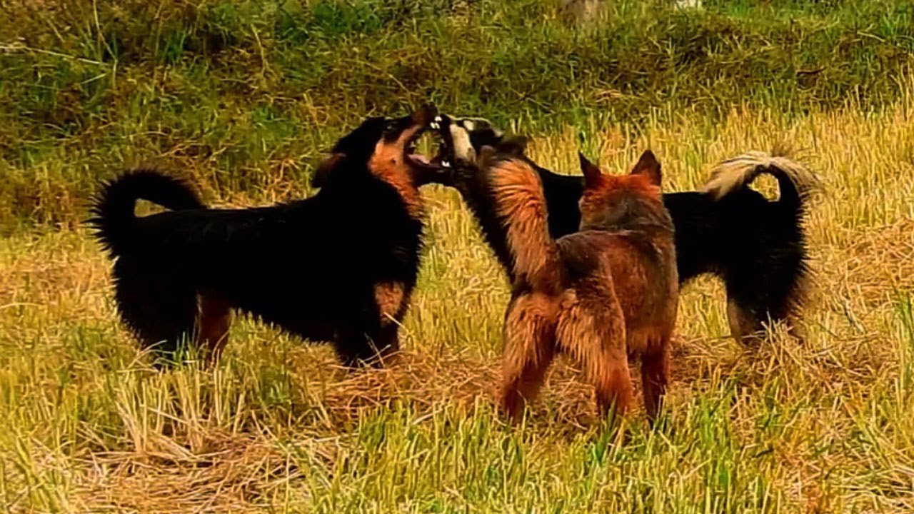 Are you ok boy ker ker looking sister chear try to chase bite very hot ...