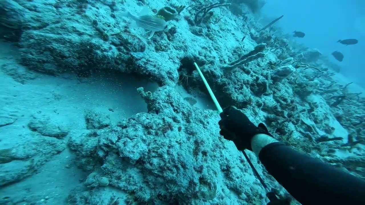 Lobster diving Jupiter FL - YouTube