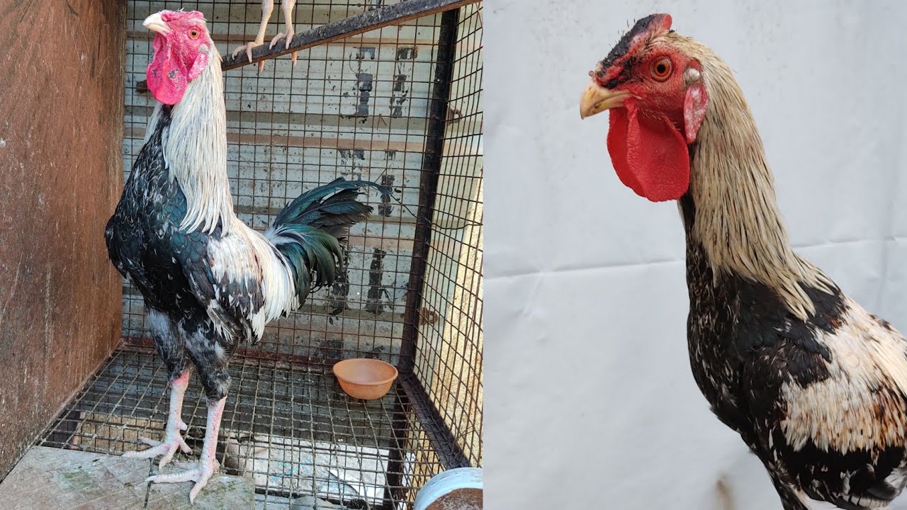 Desi Java Murga Ko Murgiyon Ke Sath Chhod Diya Java Murga - YouTube