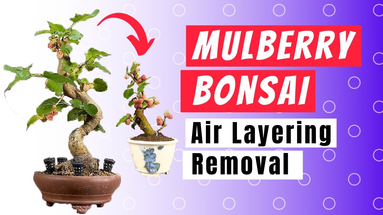 Mulberry Bonsai: Air Layering Tutorial (Part 3) 2022 | 桑樹盆栽空中壓條（第三集 ...