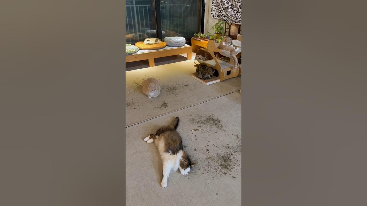 캣닢을 즐기는 아리 Ahri enjoying catnip #shorts - YouTube