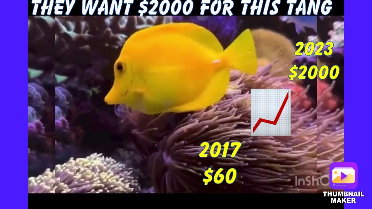 Why The Yellow Tang Is So Expensive - YouTube