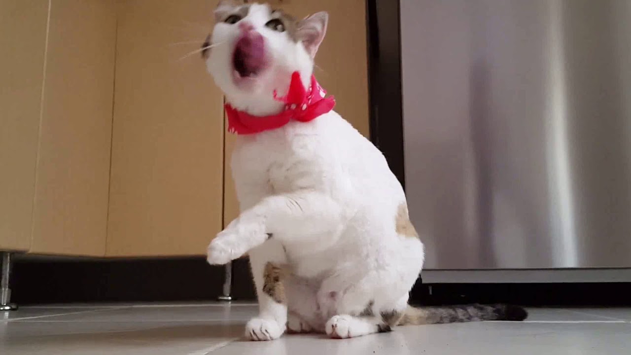 Gato lamiéndose con música graciosa - YouTube