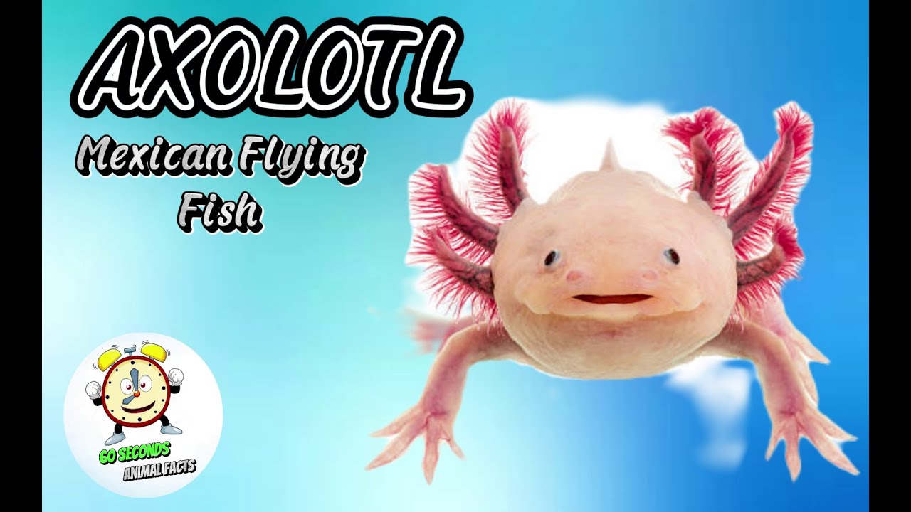 Axolotl in 60 seconds- Mexican walking fish - YouTube