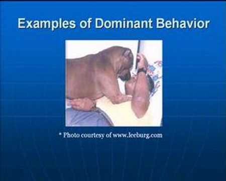Dog Dominance and Aggression - YouTube