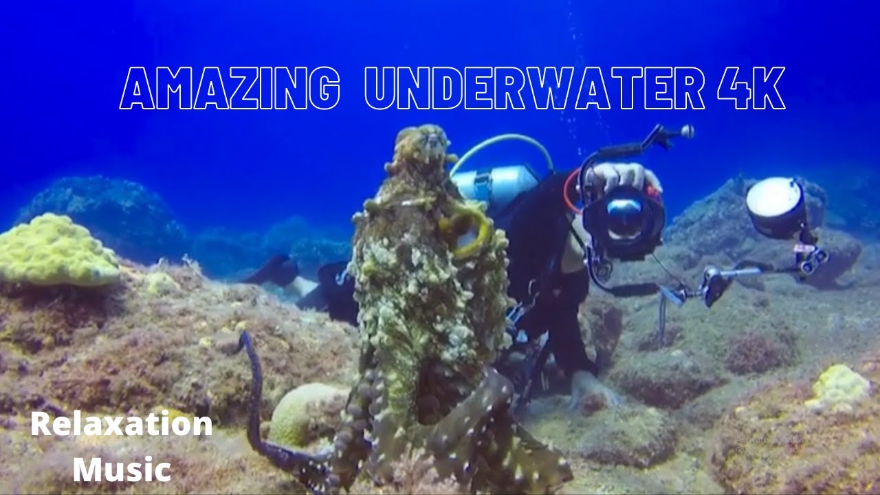 under water 4k nature video with relaxation music - YouTube