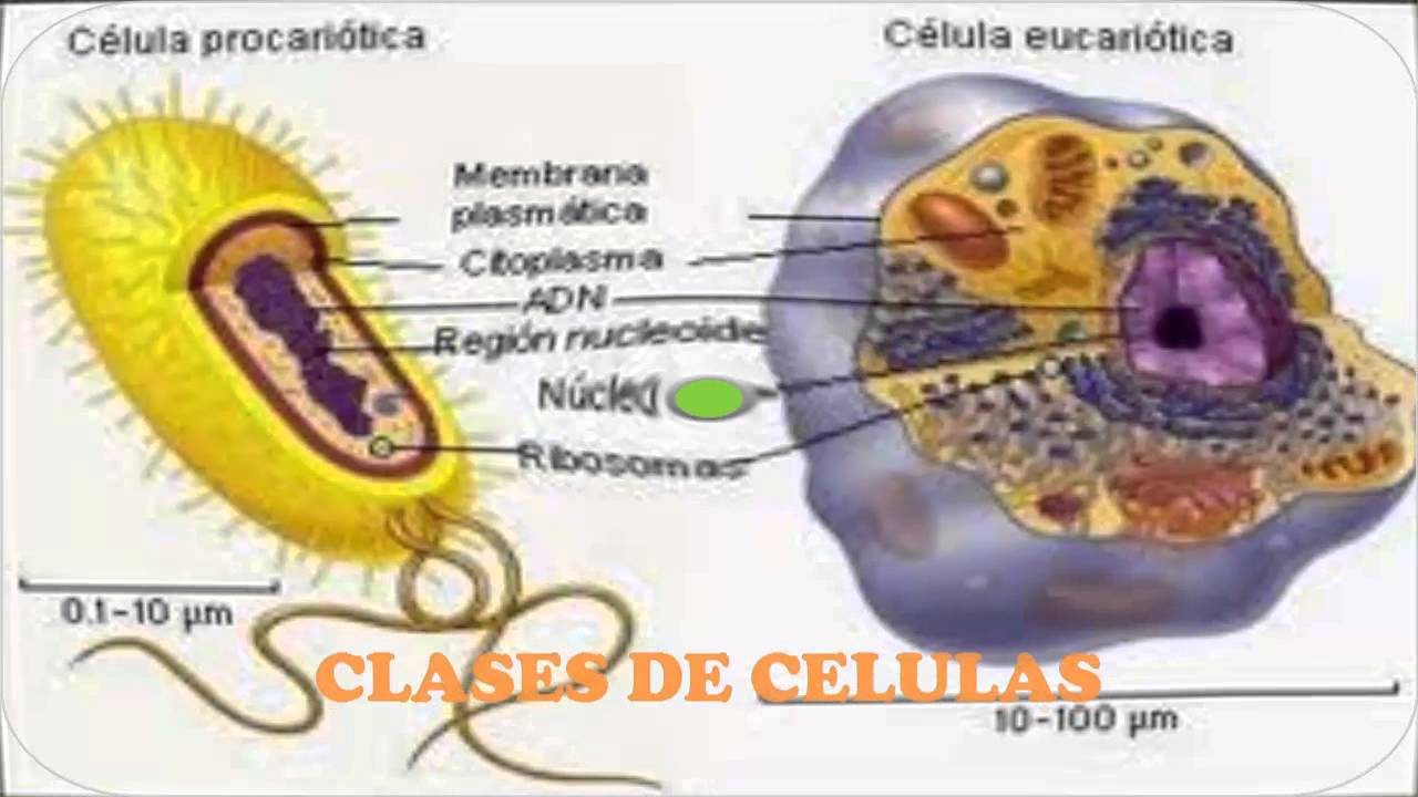 CITOLOGÍA VIDEO - YouTube