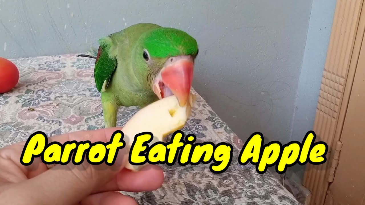 Parrot eating Apple || Parrots life || Raw Parrot - YouTube