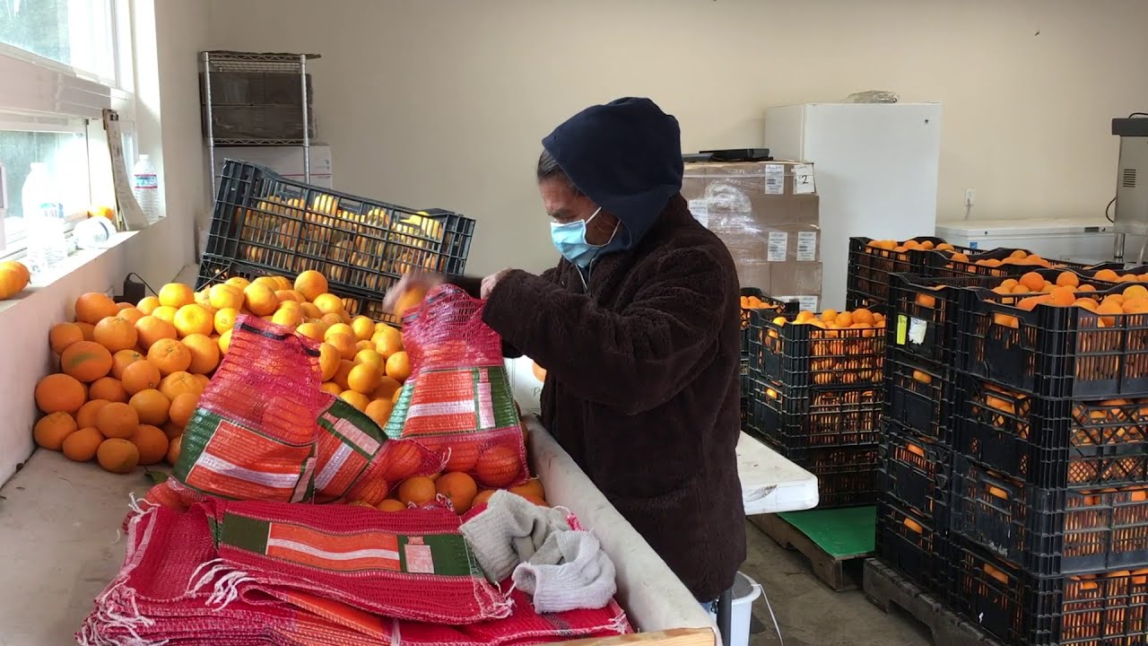 Mandarin harvest off to a fast start in Placer County - YouTube