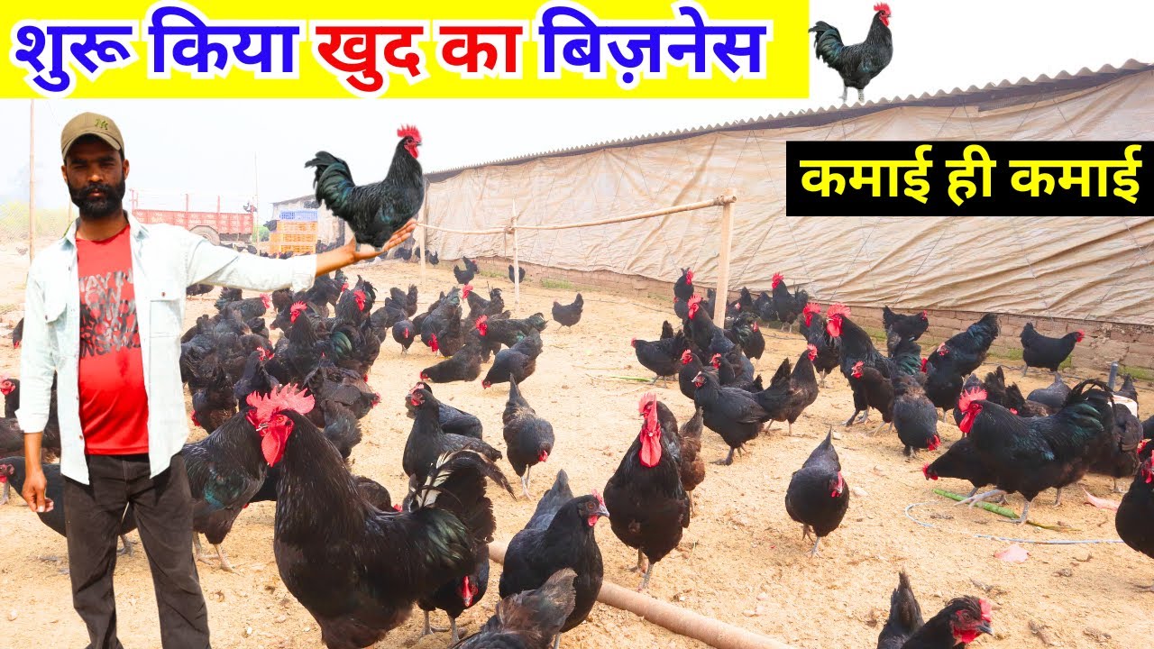 Job से कई गुना कमाई वाला Business I Murga farm I Poultry Farm - YouTube