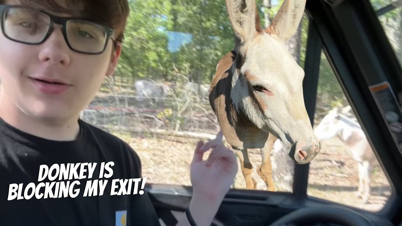 Guard Donkey Or Stalker?! - YouTube