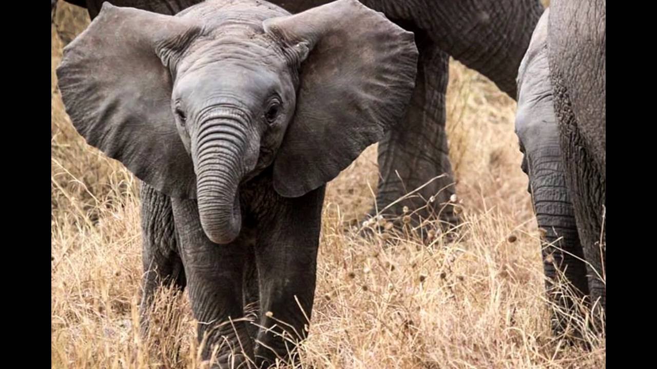 Preserving the future of elephants, Indiegogo 2016 - YouTube