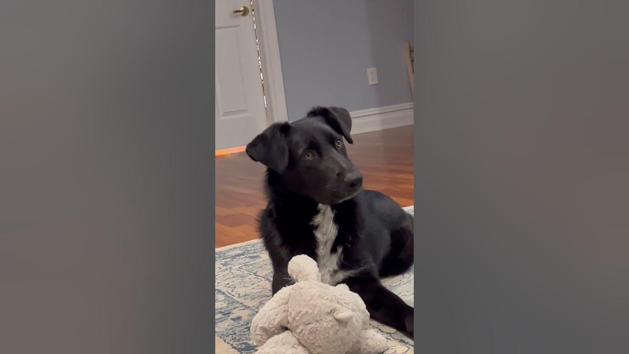 Meet Waylon - Available in Foster a Border Collie currently available for adoption! 3/26/2025 2 ...