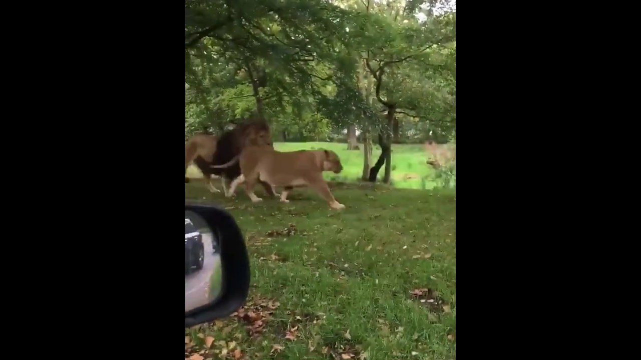 Zoo Fail ! - YouTube