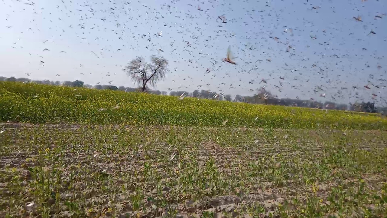 Tiddi Dal Attack | Locust Attack | Tiddi Dal - YouTube