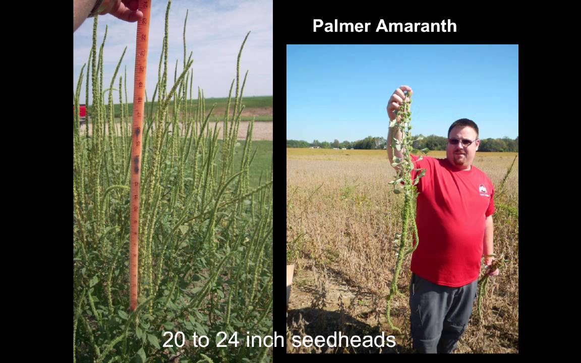 Palmer amaranth in Ohio - Feb 2016 Update - YouTube