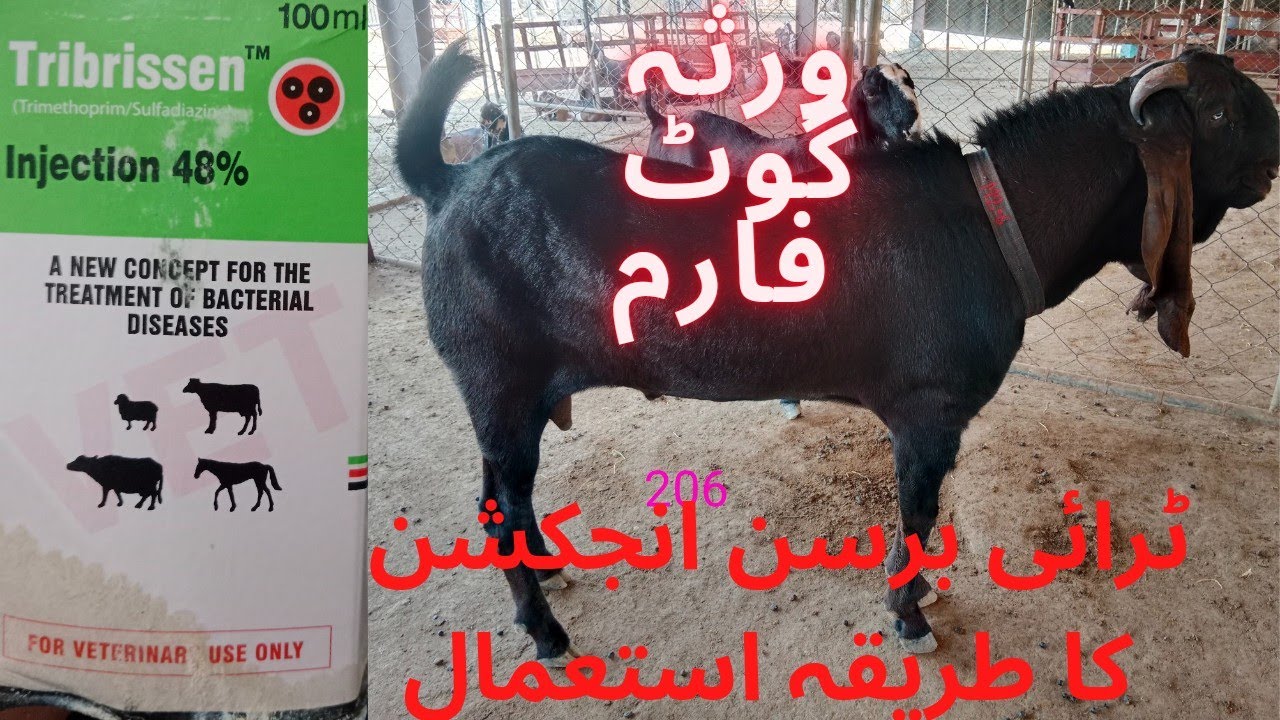 tribrissen injection ka treeqa istamal/ٹرائی برسن انجکشن کا طریقہ ...