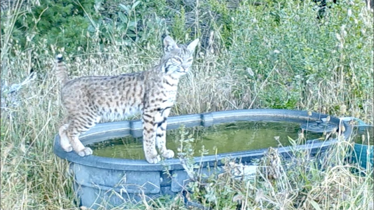 Bobcat at the Water Trough - YouTube