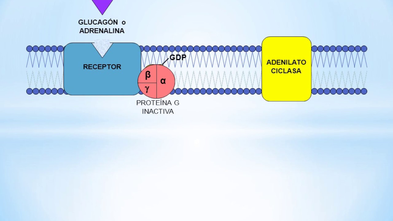 Cascada del AMPc - YouTube