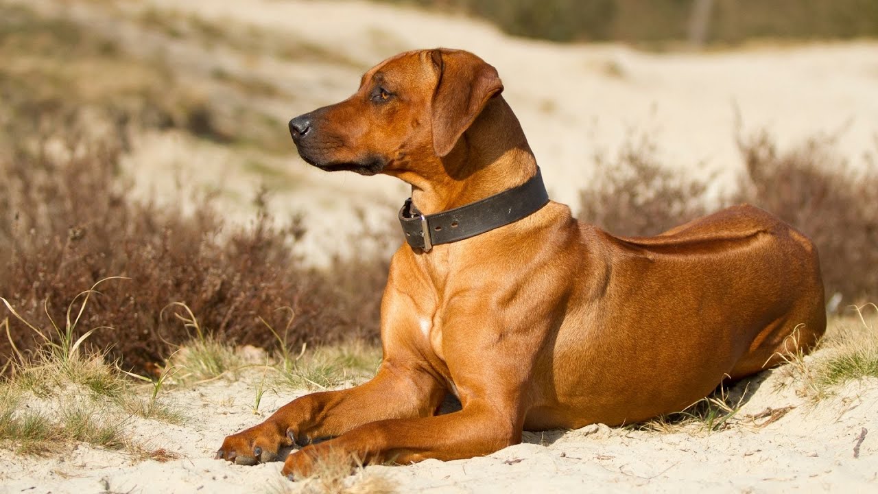Rhodesian Ridgebacks: The Perfect Dog for Competitive Dog Sports - YouTube