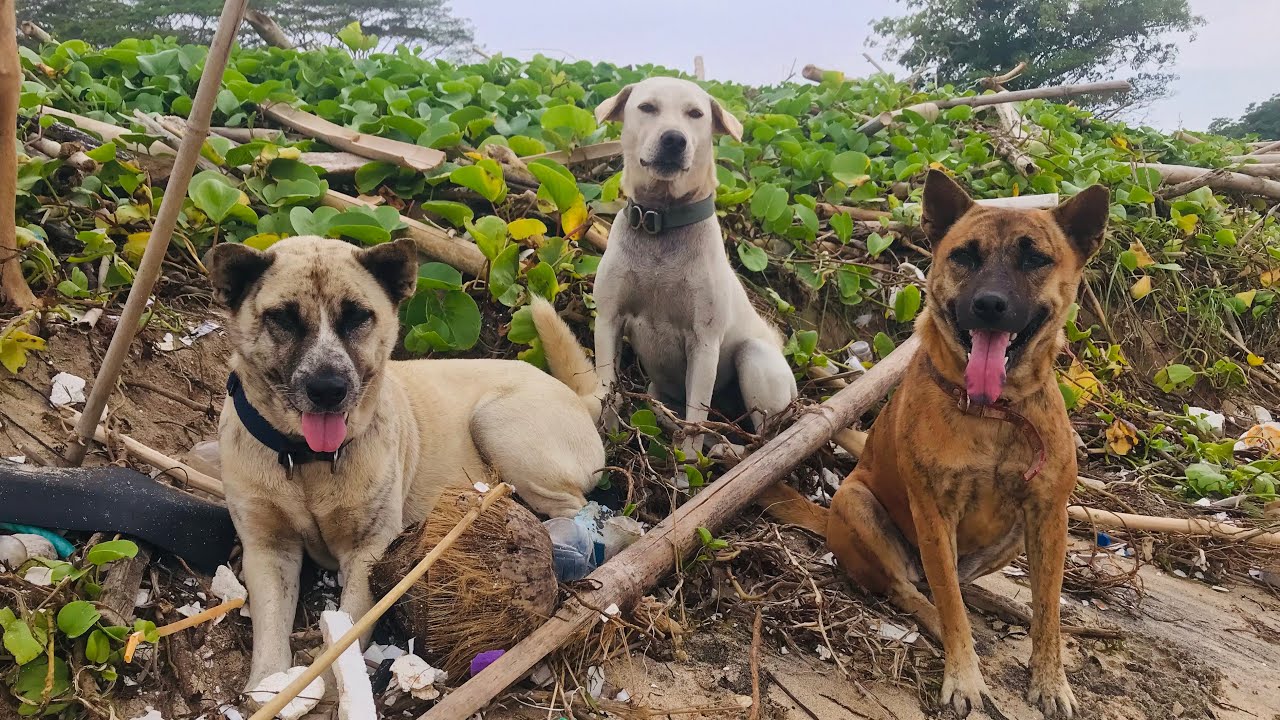 Love Without Borders: Daily Donations for Homeless Dogs. - YouTube