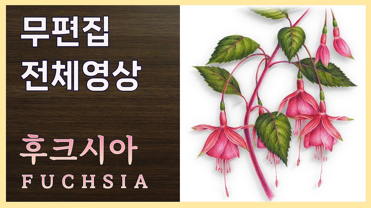 How to Draw a Fuchsia 🌸 | Colored Pencil Flower Drawing Tutorial for ...