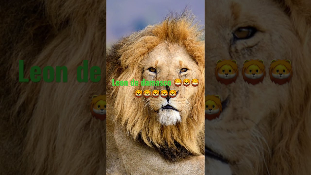 Cómo ruge un leon - YouTube