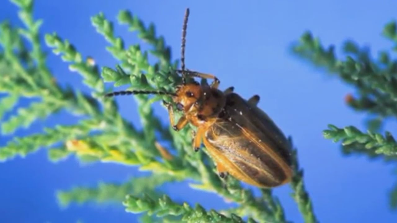 Salt cedar beetles continue to enter NM - YouTube