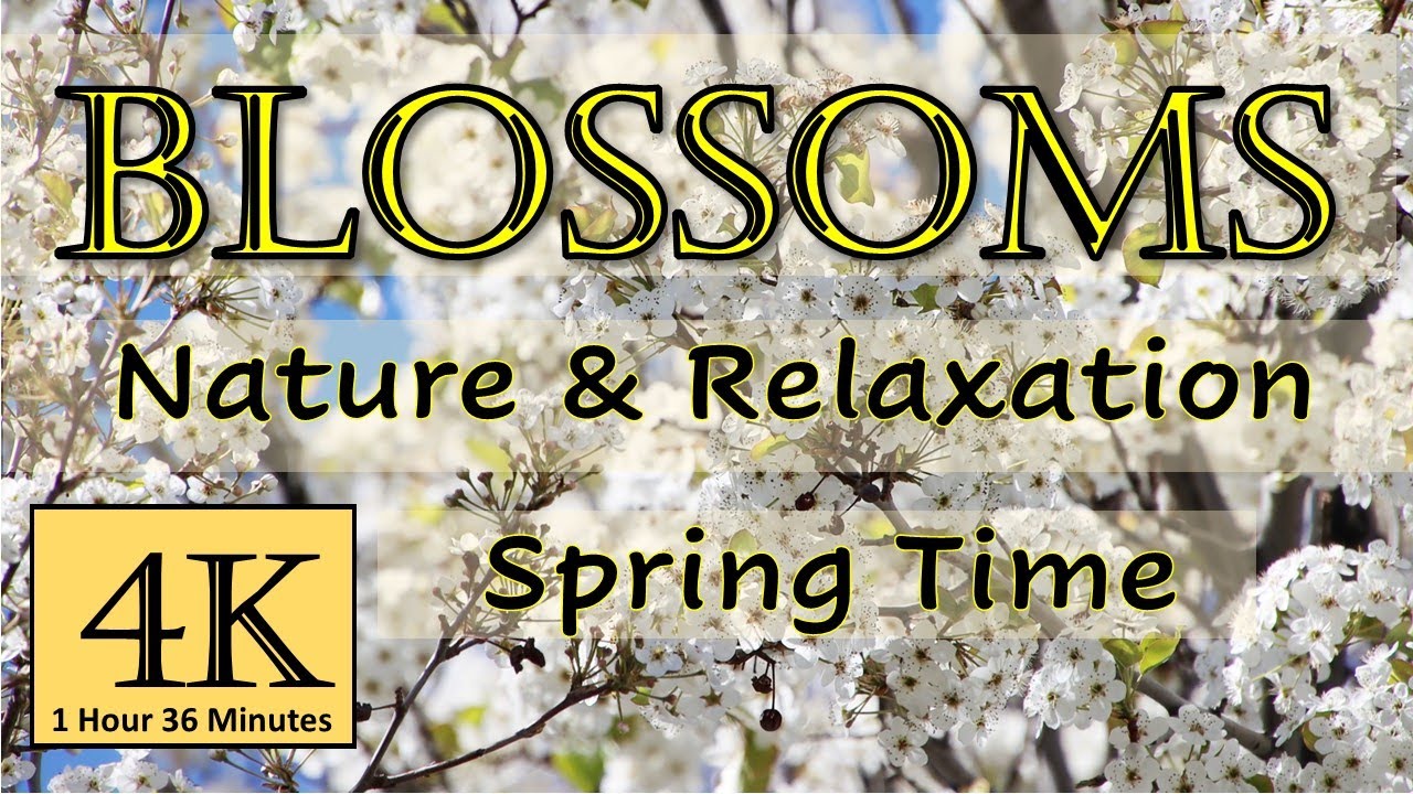 Tree Blossoms Nature & Relaxation Film Spring is here with Soothing ...