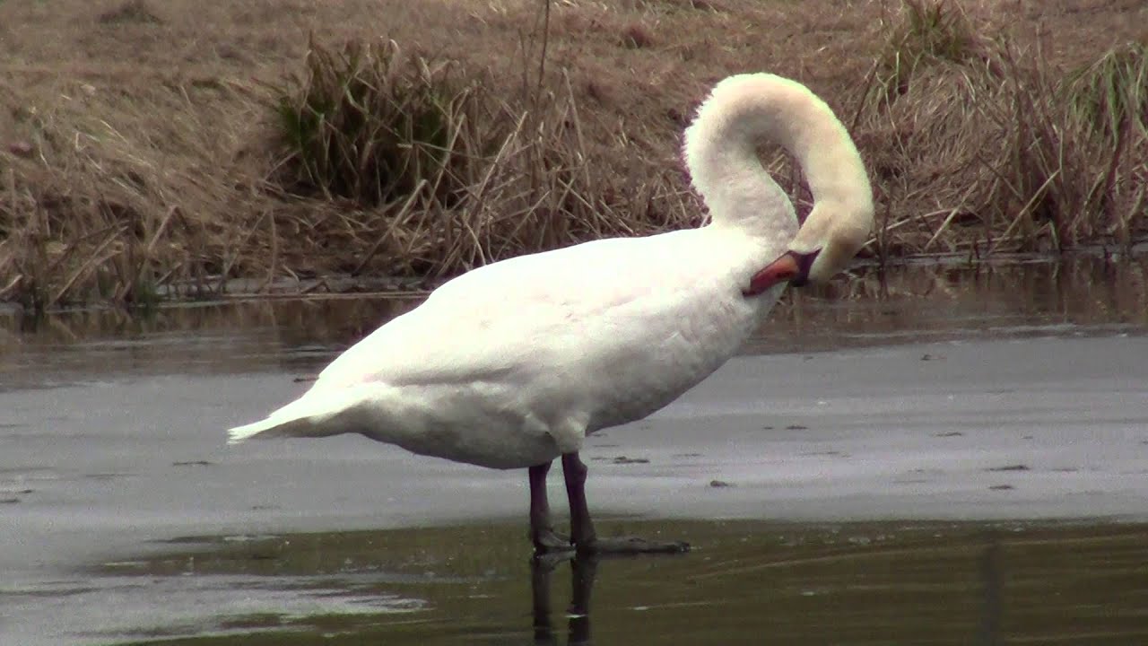 Swans at Chester County, Pennsylvania Pennypacker Farm Pond - YouTube