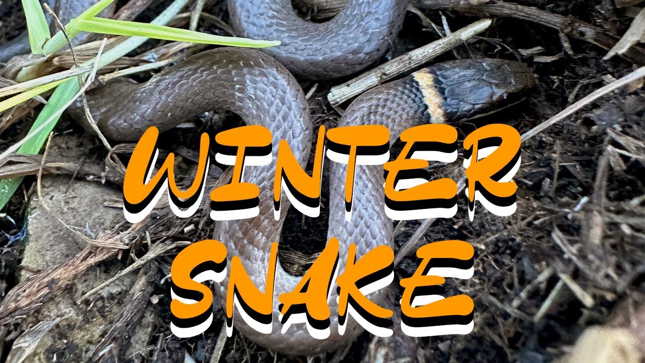 WINTER SNAKE, Upstate New York #herping #snake #snakes #reptiles # ...