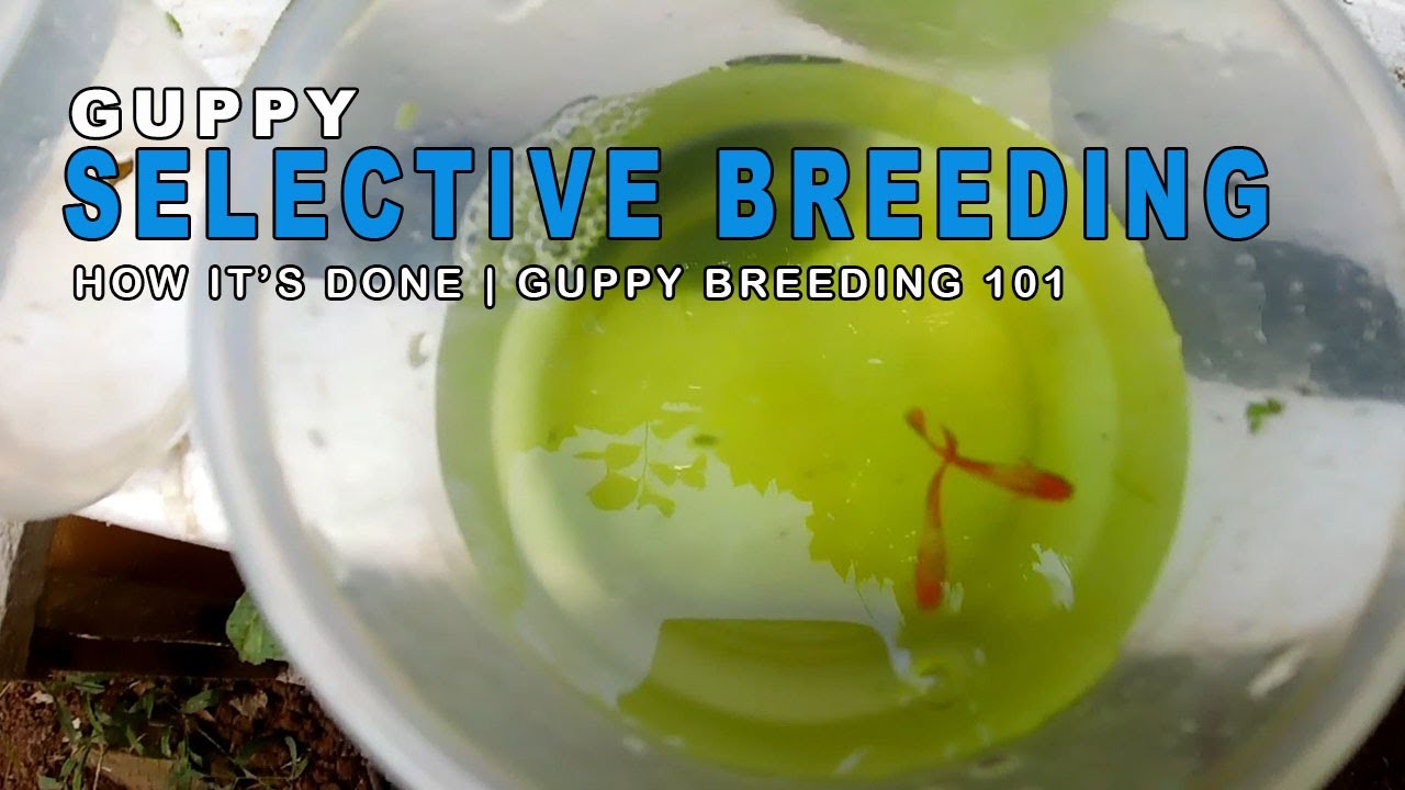 How to Guppy selective breeding in easy way - YouTube