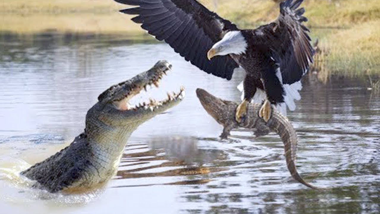 15 Most Deadly Eagle Attacks in the World - YouTube