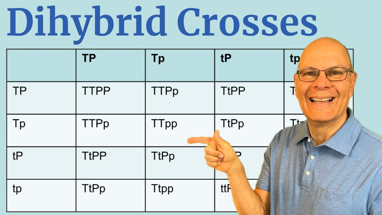 Ace Dihybrid Crosses in 8 Minutes (AP Bio) - YouTube