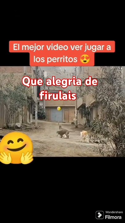 que alegria ver jugar a firulais #firulais #humor #perrogracioso #perros #humormemes #dog - YouTube