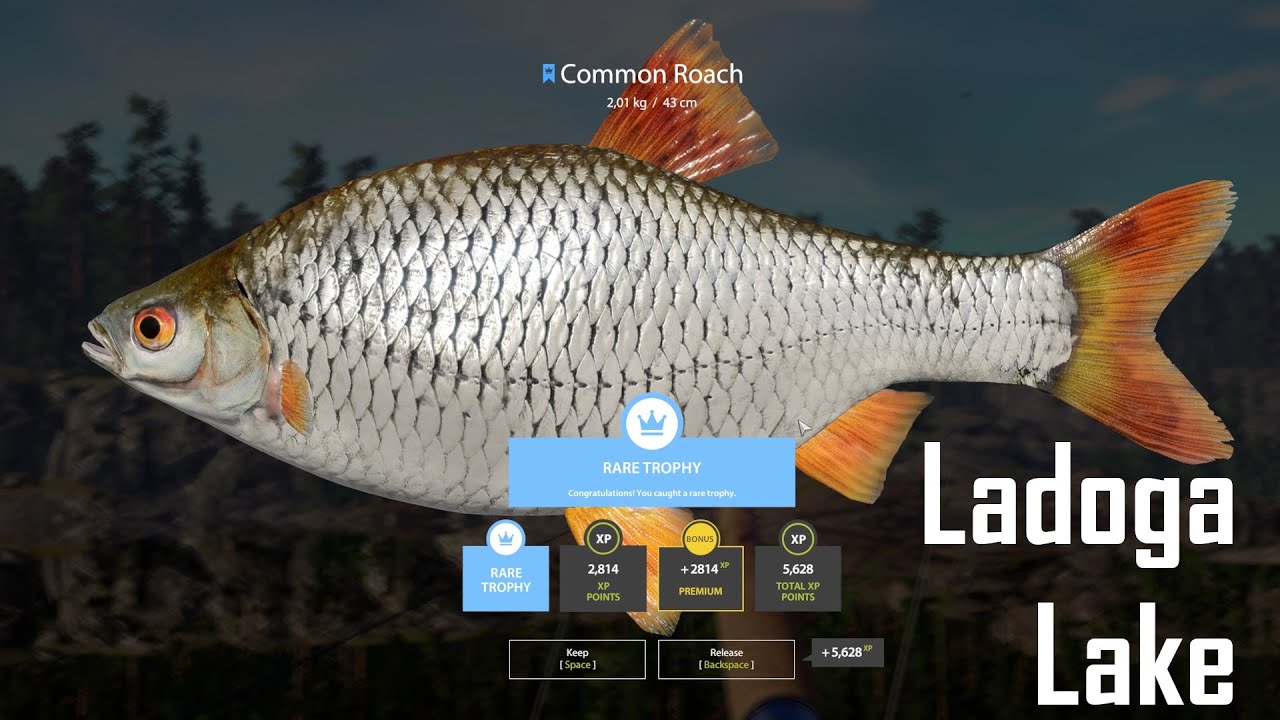 Russian Fishing 4 Rare Roach | Ladoga Lake | rf4 spot #3 - YouTube